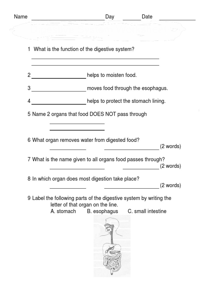9 digestive system worksheet | PDF
