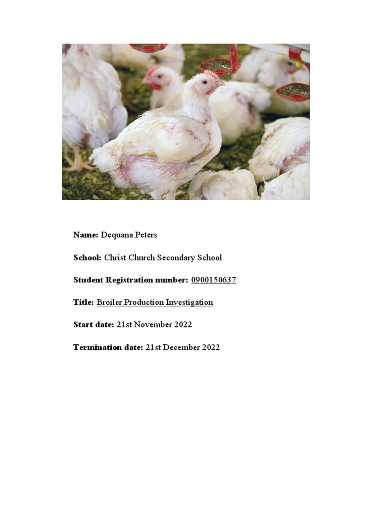 Broiler Production Investigation | PDF | Broiler | Meat