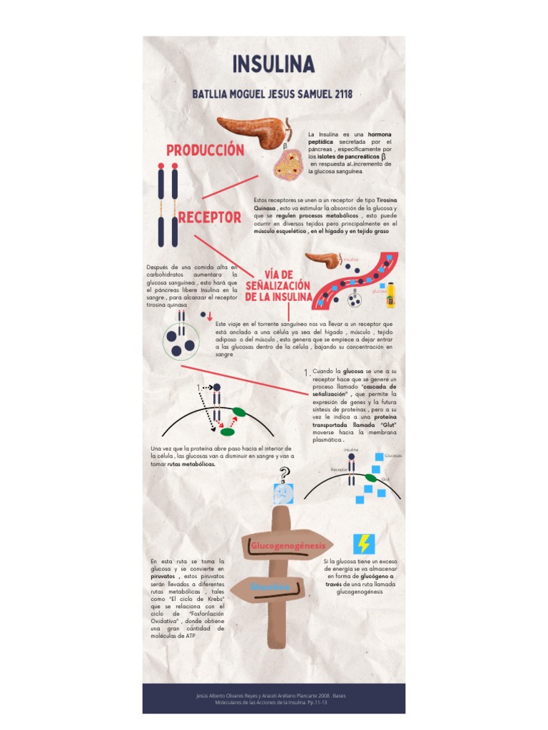 Infografía Sobre Insulina y Receptor Tirosina Sinasa | PDF | Receptor ...