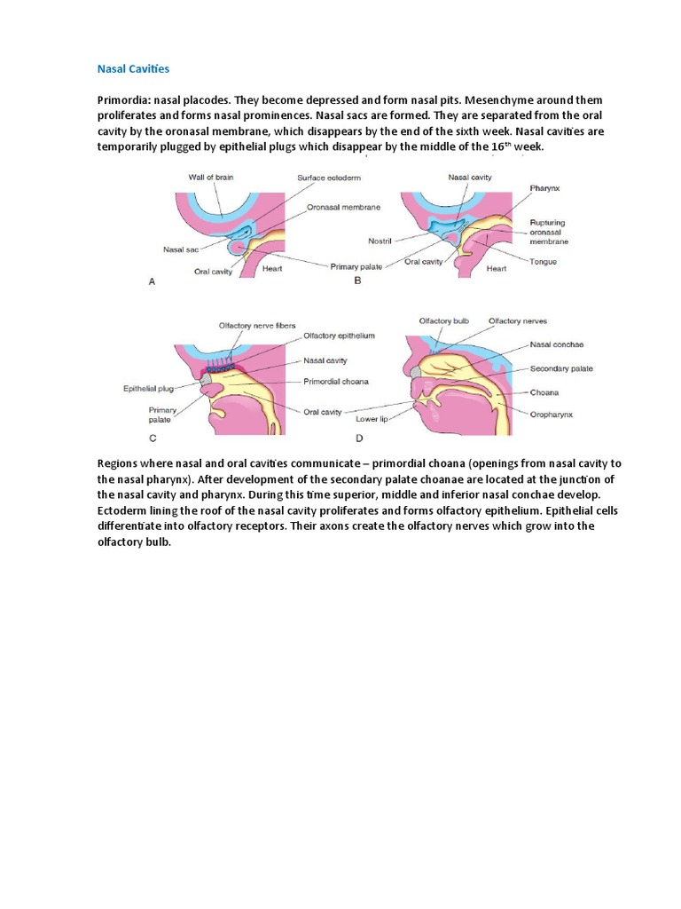 Nasal Embryo | PDF | Human Nose | Lip