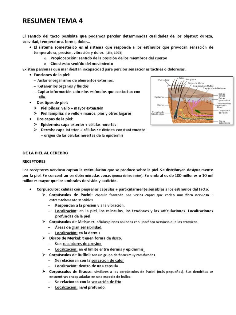 Resumen Tema 4 Psico Percepción Uoc | PDF | Dolor | Percepción