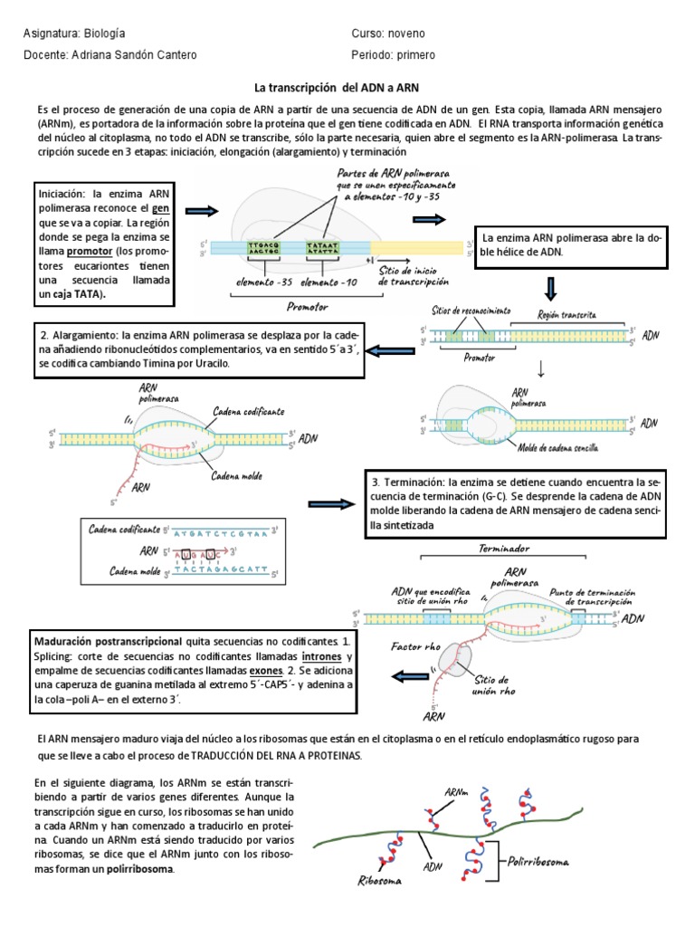 9-Transcripción de ADN A RNA PDF | PDF | Rna | Messenger Rna