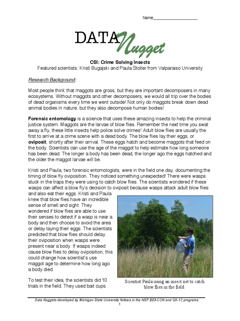 Maggots in Forensic Entomology Research | PDF | Fly | Insects And Humans