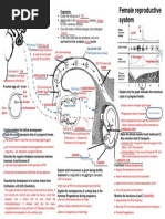 Animal Reproduction - 032537 | PDF | Menstrual Cycle | Testicle
