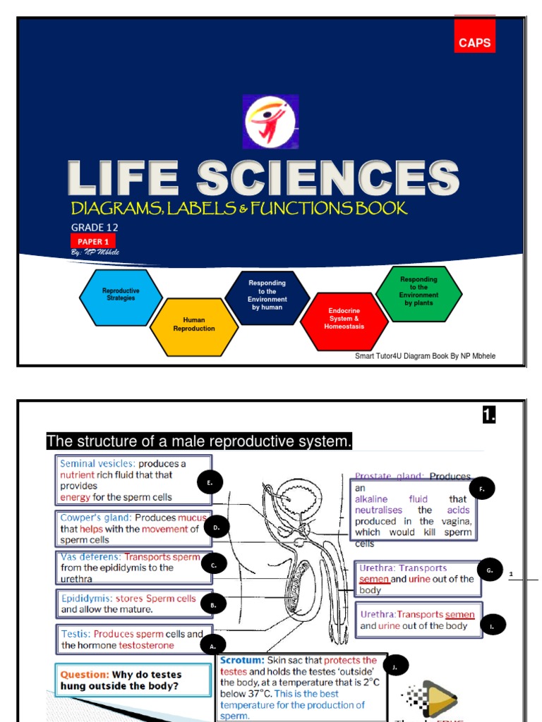 P1 Diagram Book GR12 | PDF | Fetus | Cell (Biology)