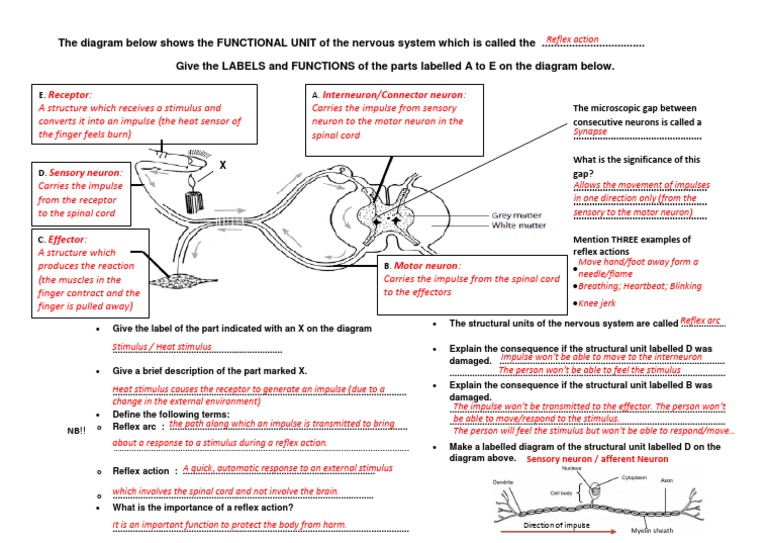 Reflex Arc and Action Overview Grade 12 | PDF | Stimulus (Physiology ...