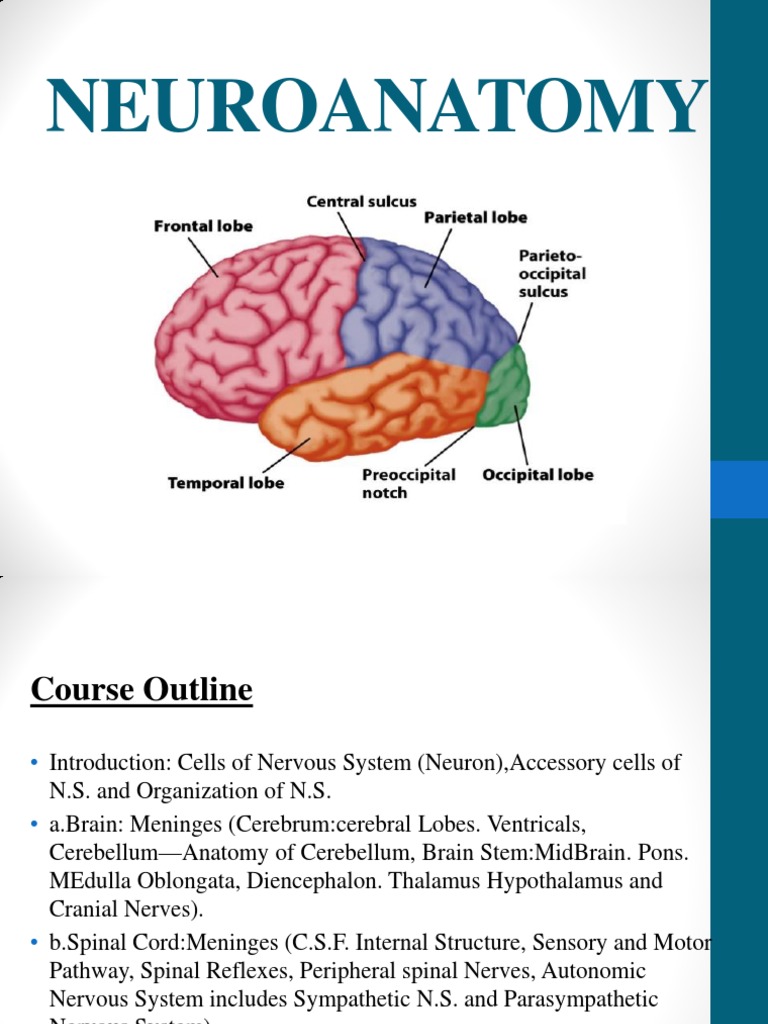 Anatomy Central Nervous System | PDF | Cerebrum | Central Nervous System