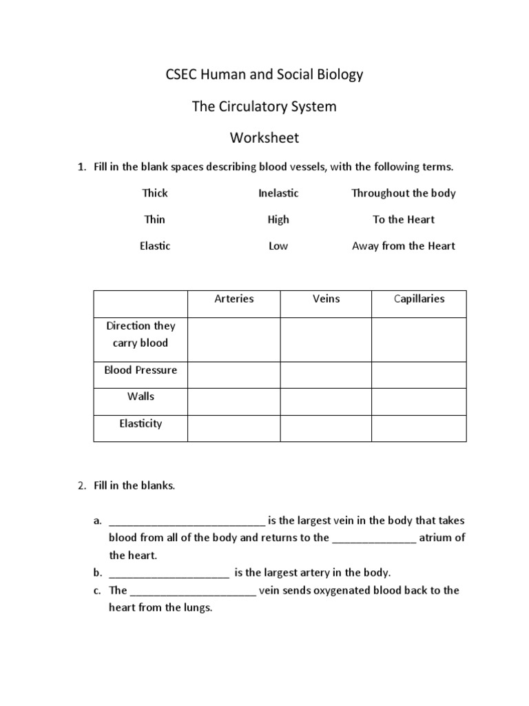 Circulatory System Worksheet | PDF
