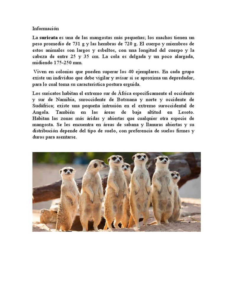 Disertacion Suricata | PDF