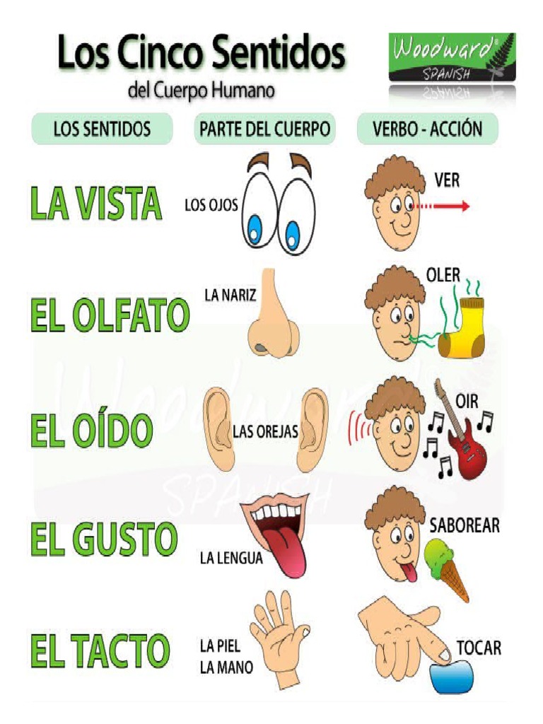 Los 5 Sentidos | PDF