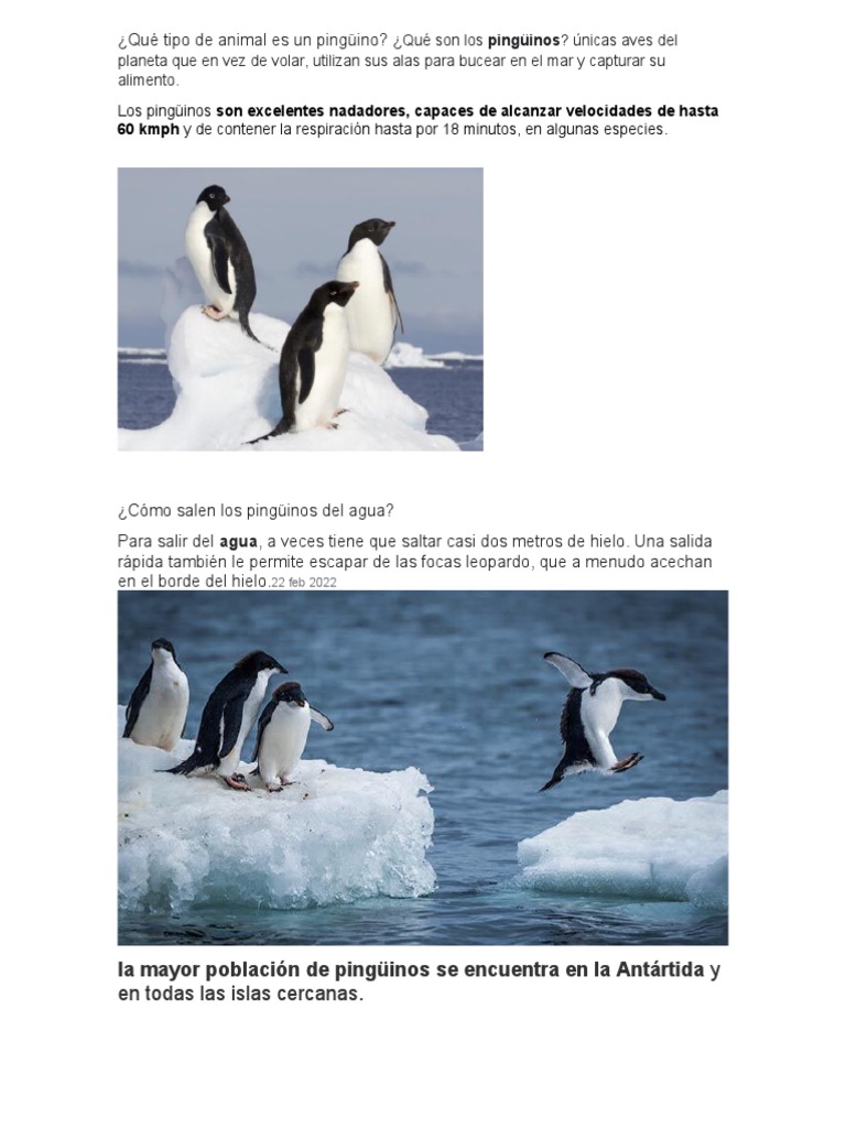 Características y Hábitos de los Pingüinos | PDF | Hogar, jardinería y ...