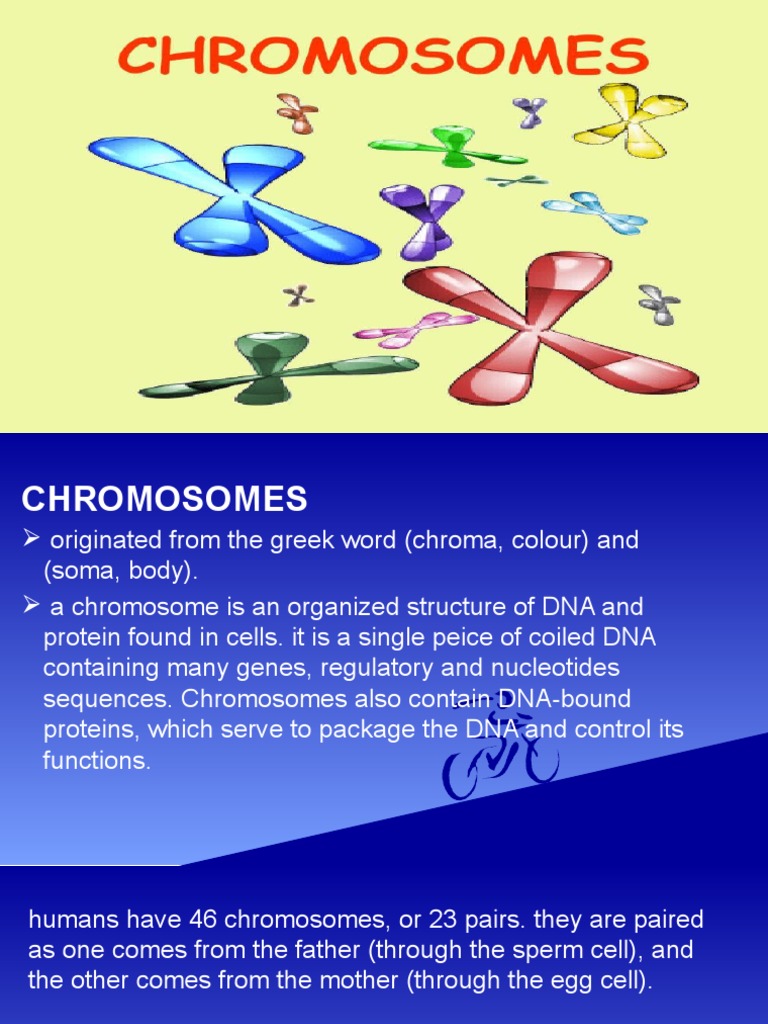 CHROMOSOMES Example | PDF