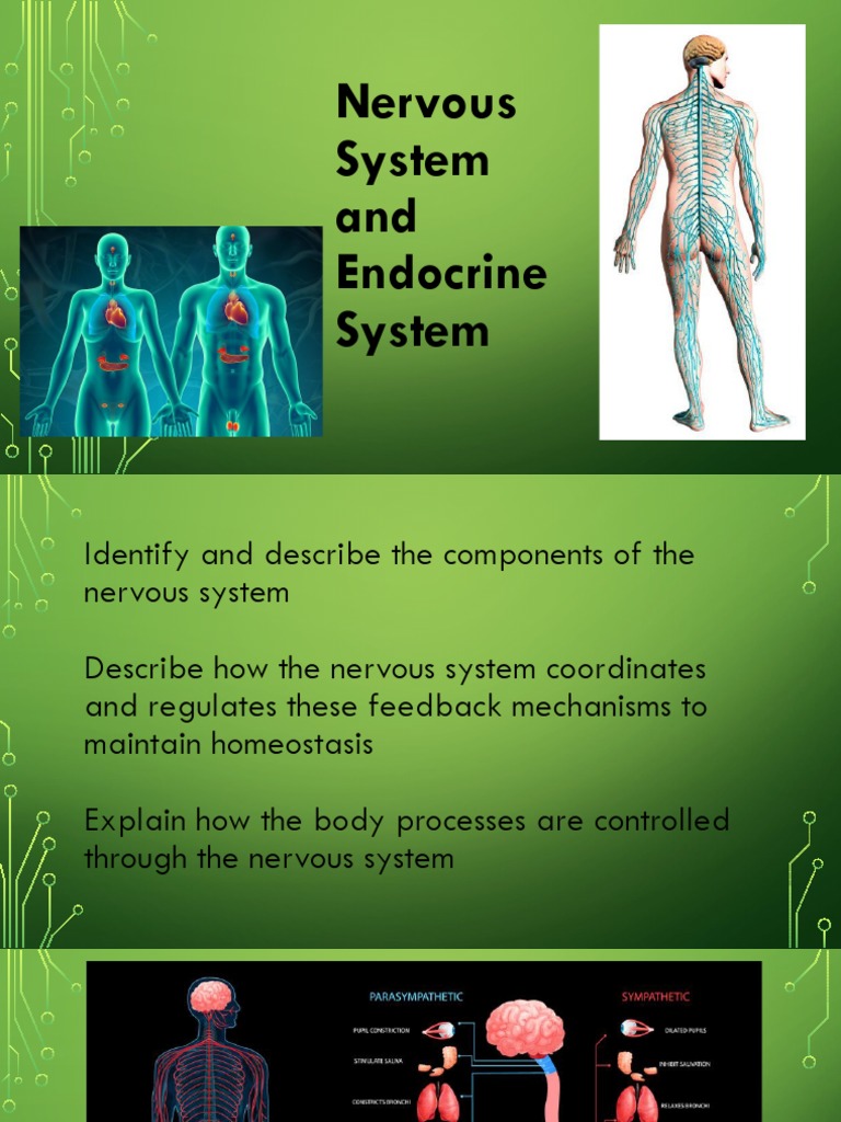 Nervous System and Endocrine System | PDF | Nervous System | Neuron