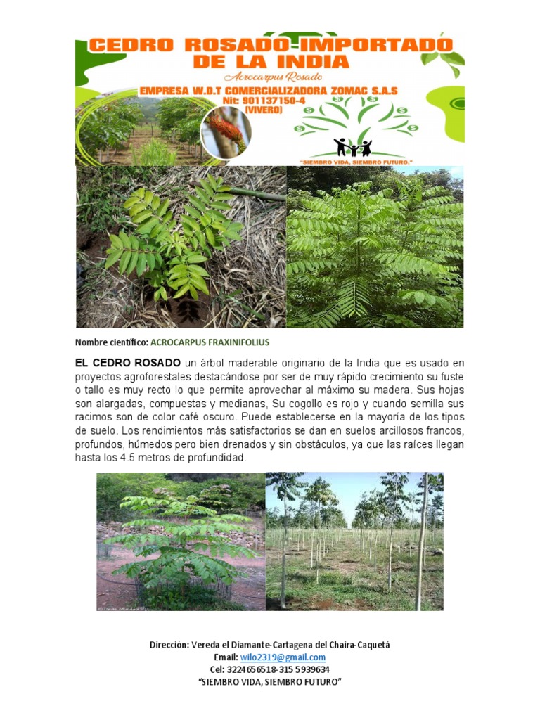 Cedro Portafolio WDT | PDF | Madera | Arboles