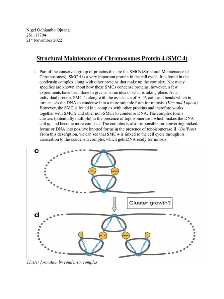 Case Study 2 PDF | PDF | Mitosis | Cell Cycle