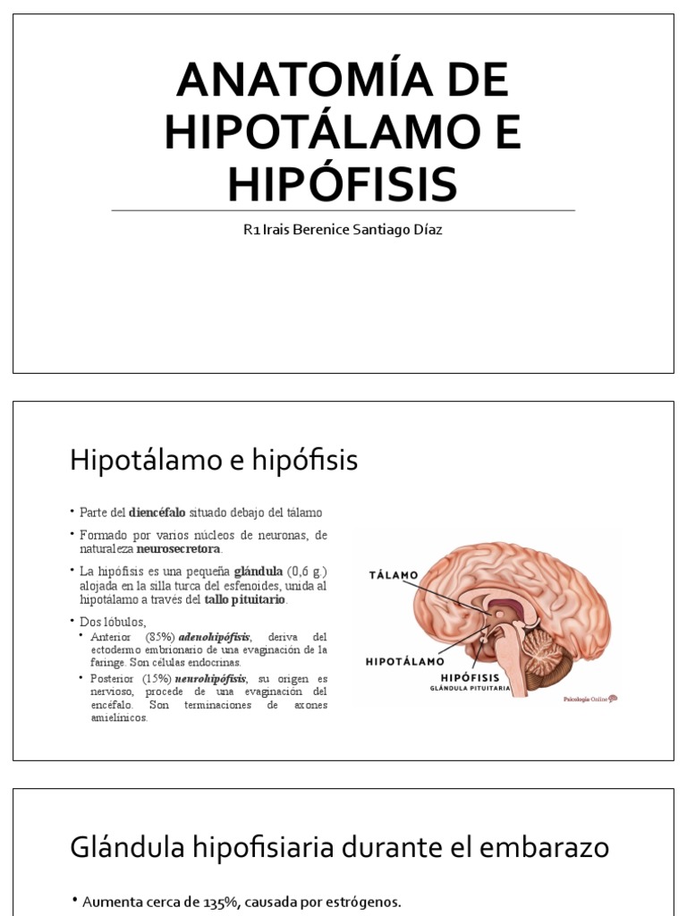 Anatomía de Hipotálamo e Hipófisis | PDF | Glándula pituitaria | Hipotálamo