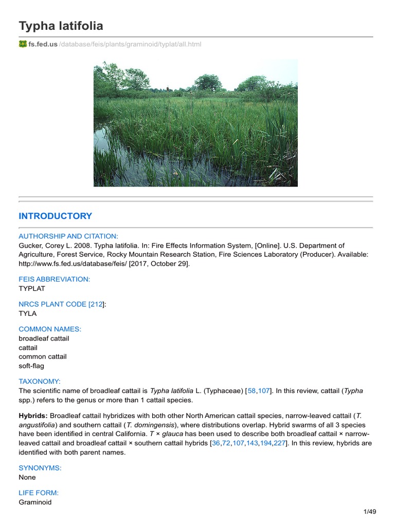 Fs - Fed.us-Typha Latifolia | PDF | Seed | Germination
