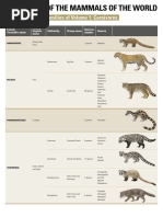 Wild Cat Family List by Lineage - Family | PDF | Felidae | Panthera