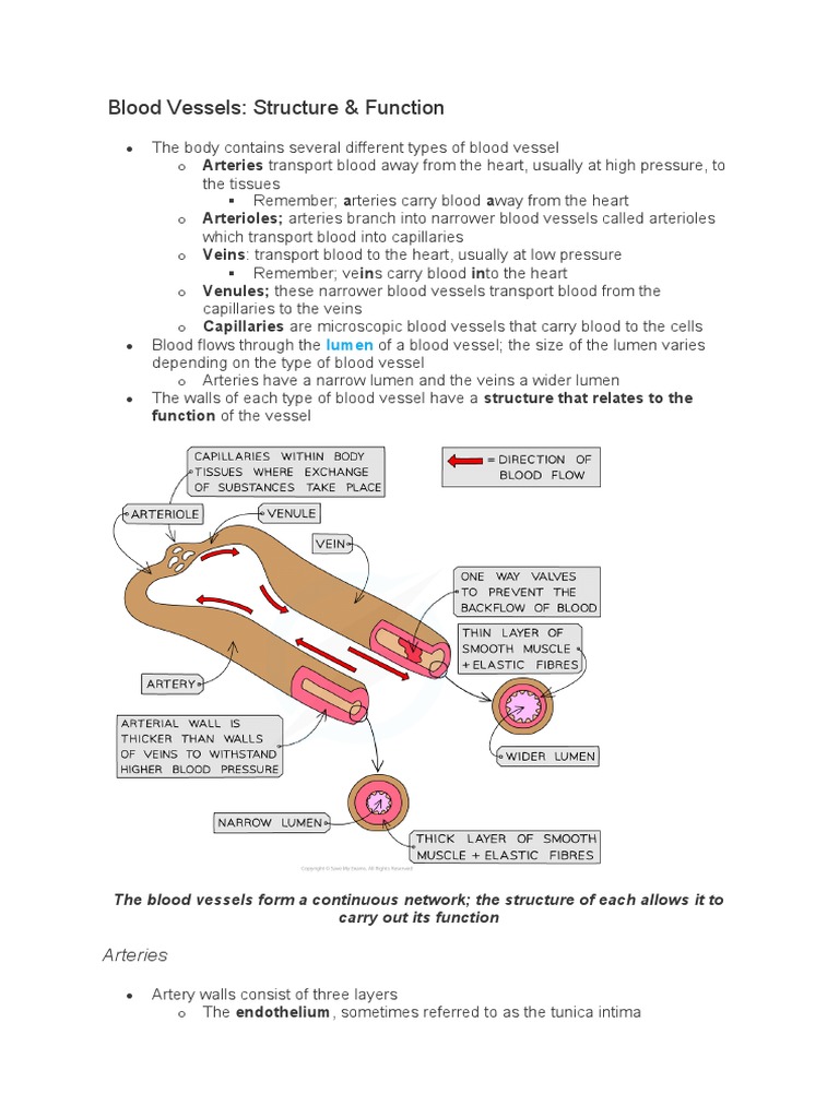 Transport System 2 | Download Free PDF | Artery | Blood Vessel