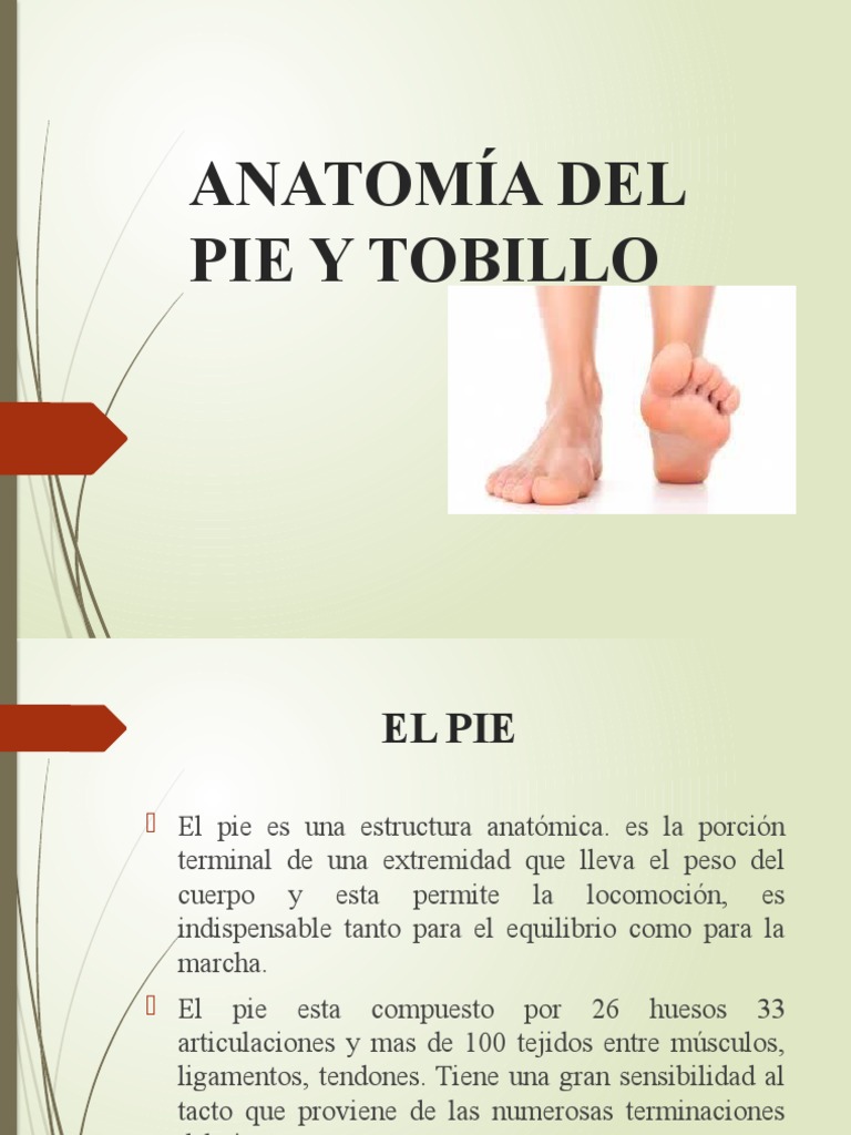 Anatomia Del Pie y Tobillo | PDF | Pie | Músculo