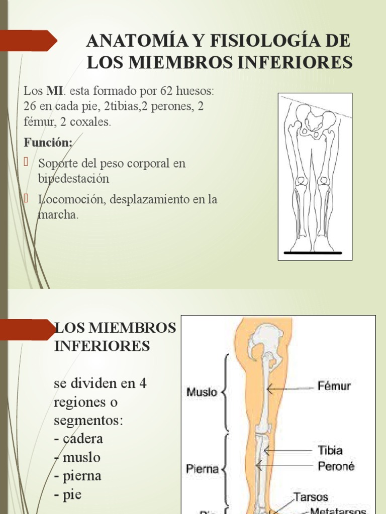 Anatomia y Fisiologia de Los Miembros Inferiores | PDF | Sistema musculoesquelético | Anatomía ...