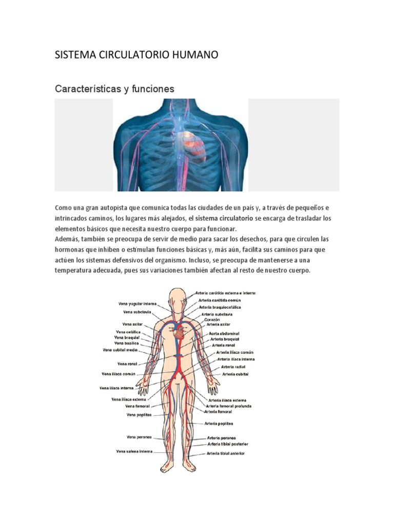 Sistema Circulatorio Humano: Funciones y Partes | PDF | Sangre ...