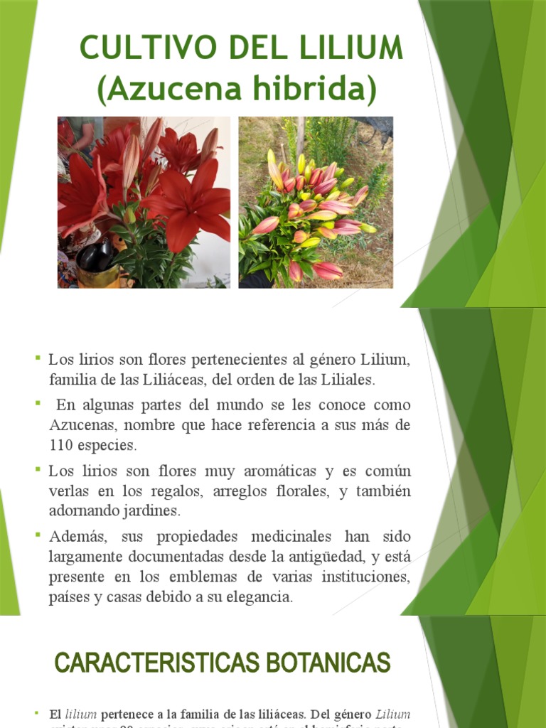 CULTIVO DEL LILIUM (Azucena Hibrida) | PDF | Lilium | Flores