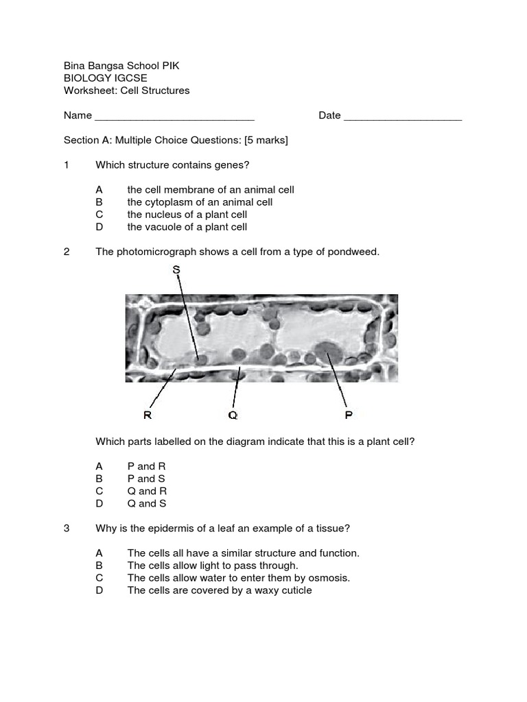Biology IGCSE Cell Worksheet | PDF | Cell (Biology) | Eukaryotes
