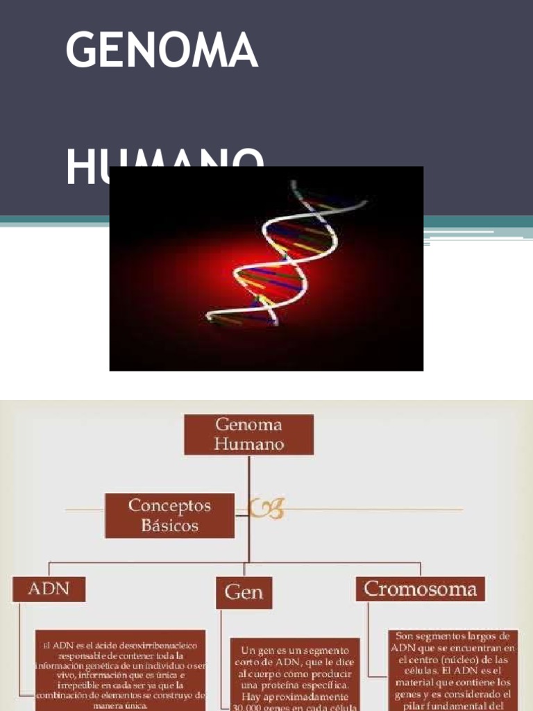 Genoma Humano 1 | PDF | Mitosis | Mitosis