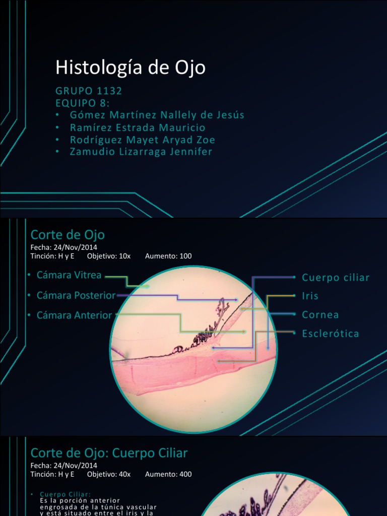Histología de Ojo | Descargar gratis PDF | Córnea | Epitelio