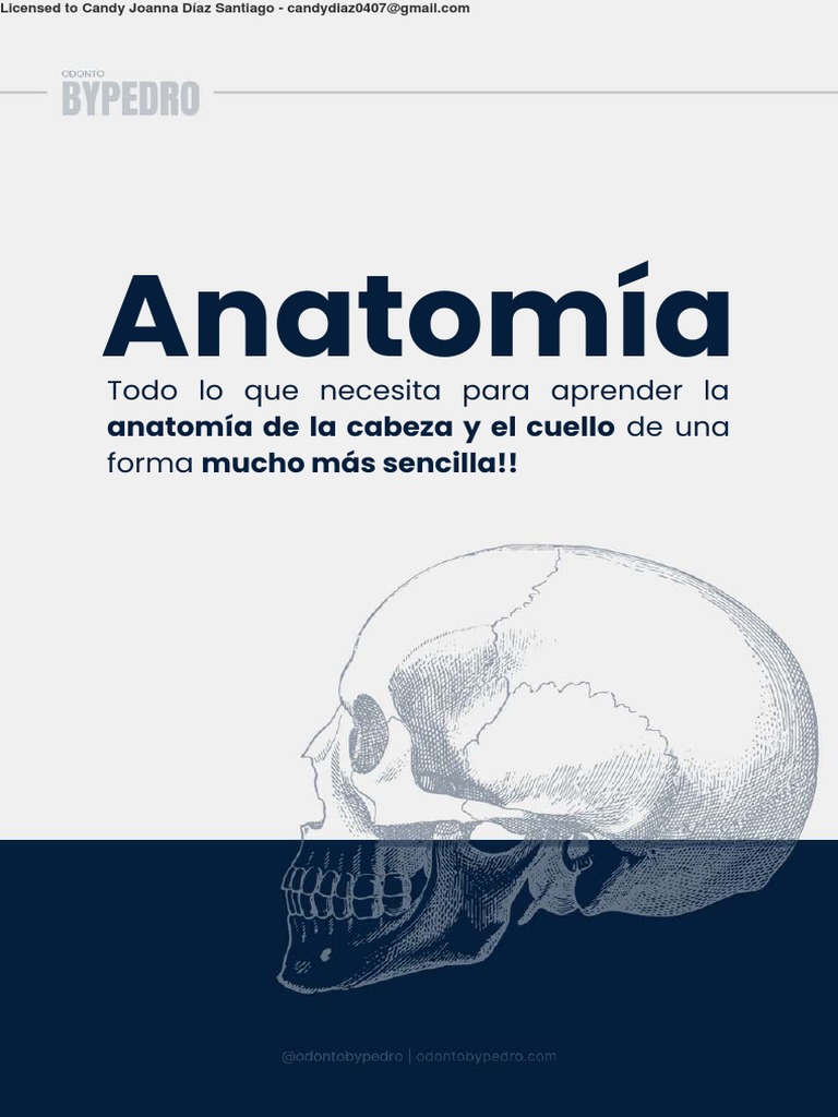Anatomía Cabeza Y El Cuello Pdf Pdf Sistema Musculoesquelético Cara