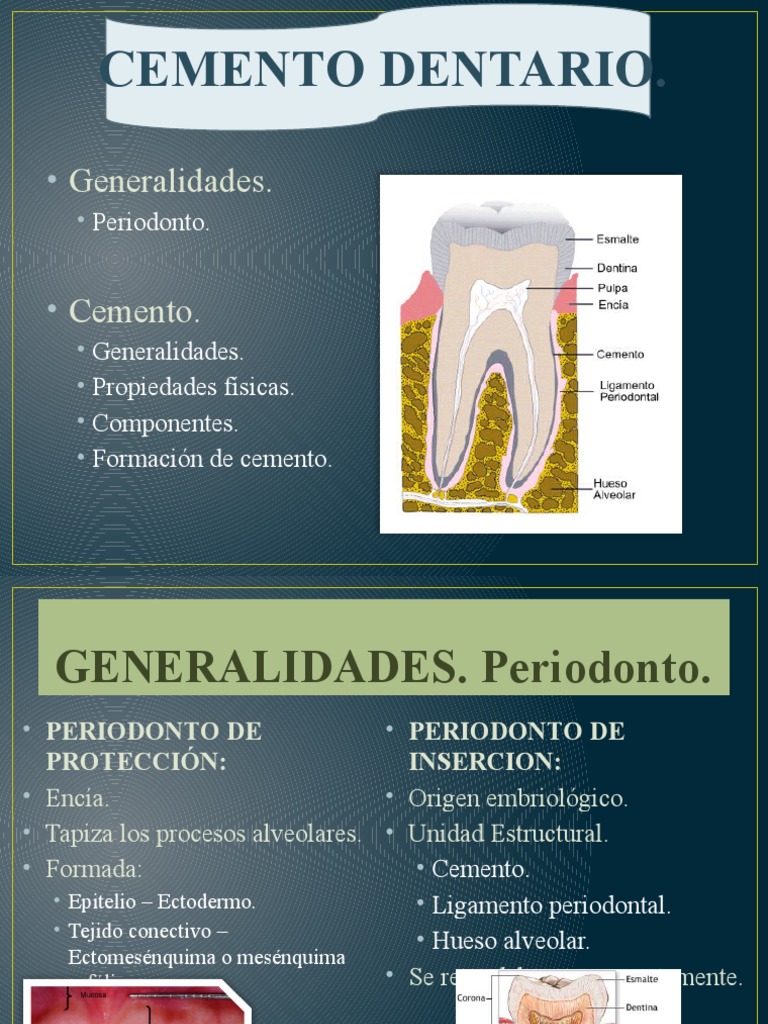 Cemento Dentario | PDF | Anatomía | Morfología (biología)