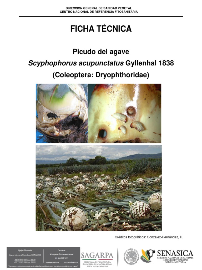 Ficha T Cnica Picudo Del Agave 2016 | PDF | Control biológico de plagas | Pesticida