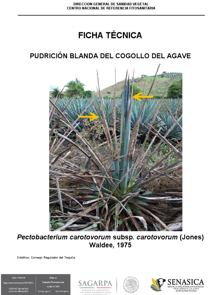 Ficha T Cnica Pectobacterium Carotovorum en Agave Versi N FINAL | PDF | Las bacterias | Insectos
