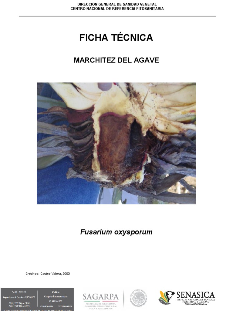Ficha T Cnica Fusarium Oxysporum en Agave Versi N FINAL | PDF | Botánica | Plantas