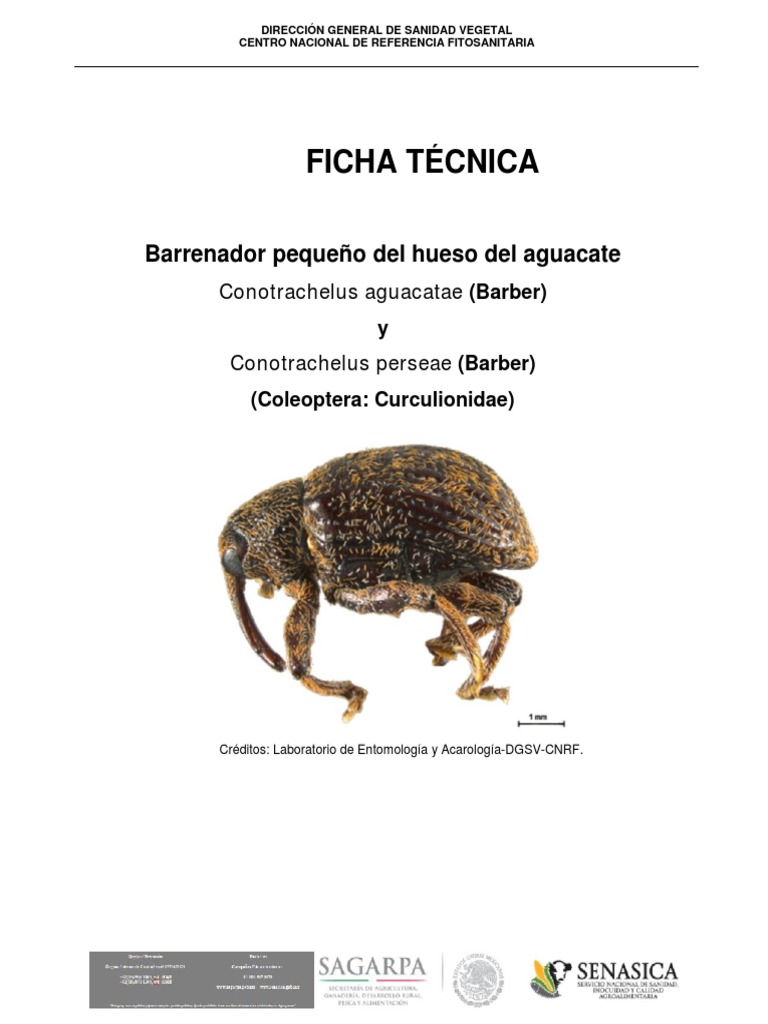 2021 Ficha T Cnica Conotrachelus Spp. EPF 2016 F 1 | PDF | Aguacate | México