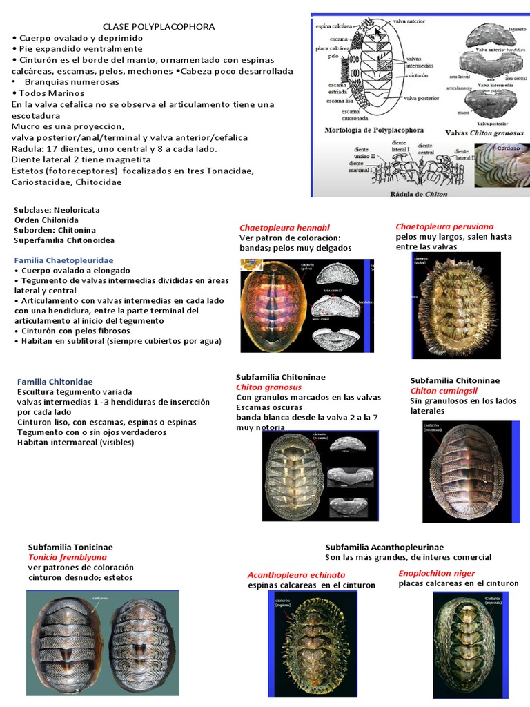 Estructura y Clasificación de Polyplacophora | PDF | Ciencia y matemáticas