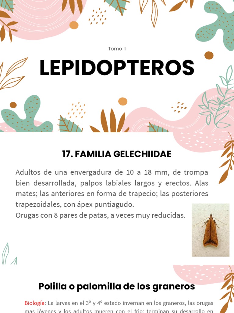 Lepidopteros | PDF | Lepidópteros | Mariposa