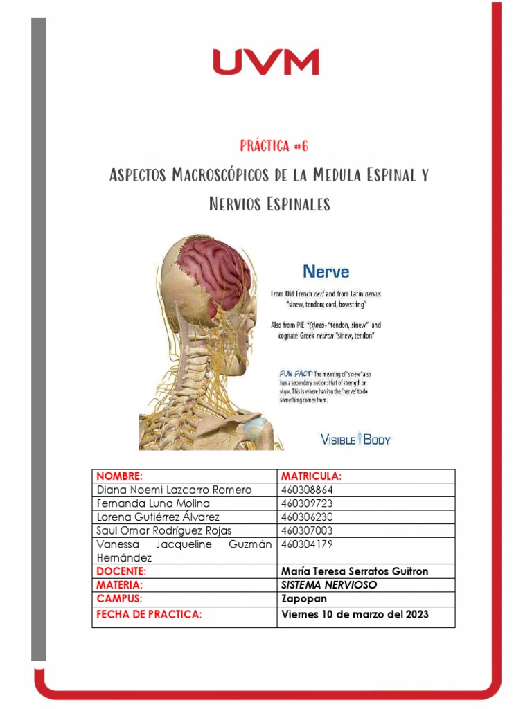 Anatomía de Médula Espinal y Nervios | PDF | Médula espinal | Neurociencia
