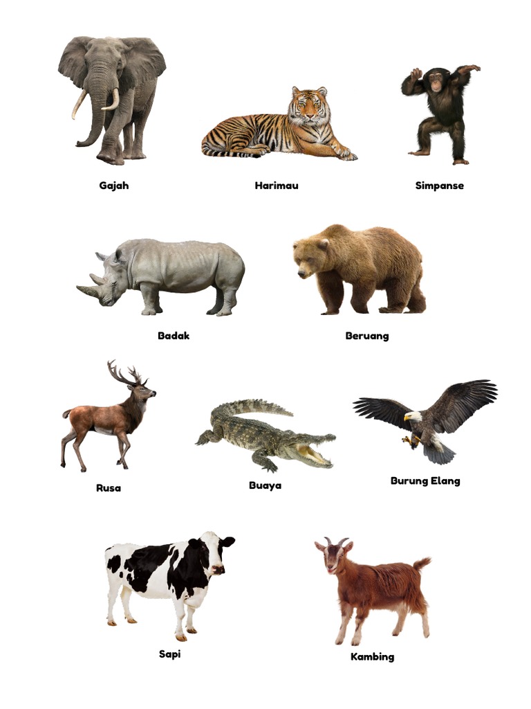 Gambar Gambar Hewan | PDF