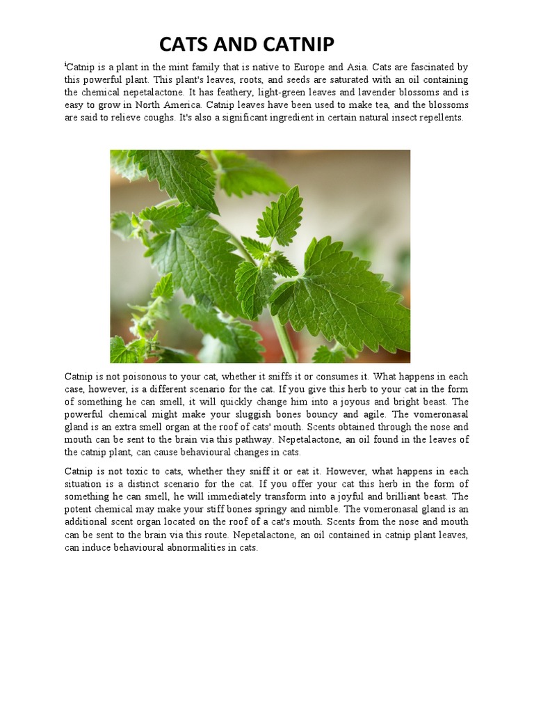Benefits of Catnip for Cats | PDF | Wellness