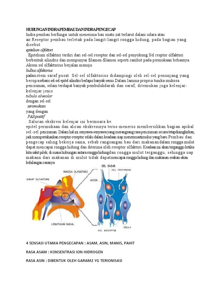 HUBUNGAN INDRA PEMBAU DAN INDRA PENGECAP | PDF