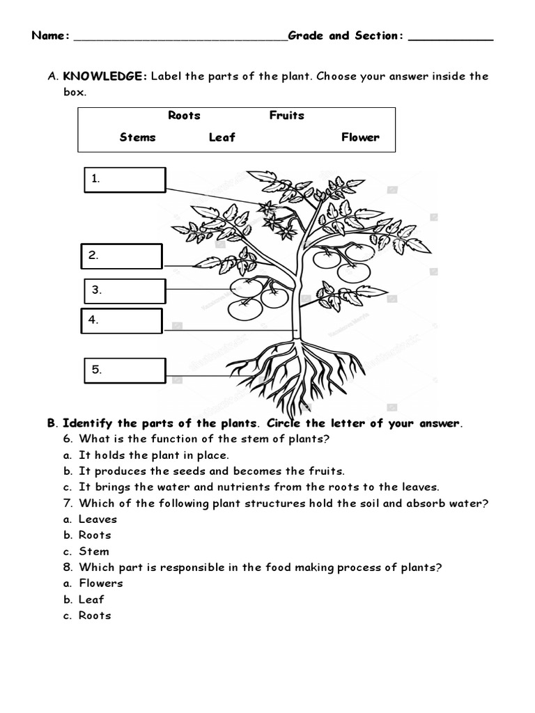 Plant Parts Identification Worksheet | PDF | Language Arts & Discipline ...