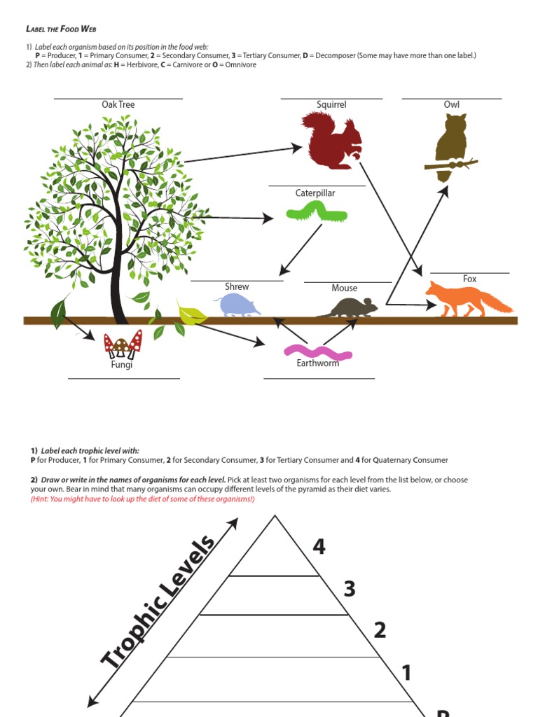 Food-Web-Worksheet Good Beginning PDF | PDF | Food Web | Herbivore
