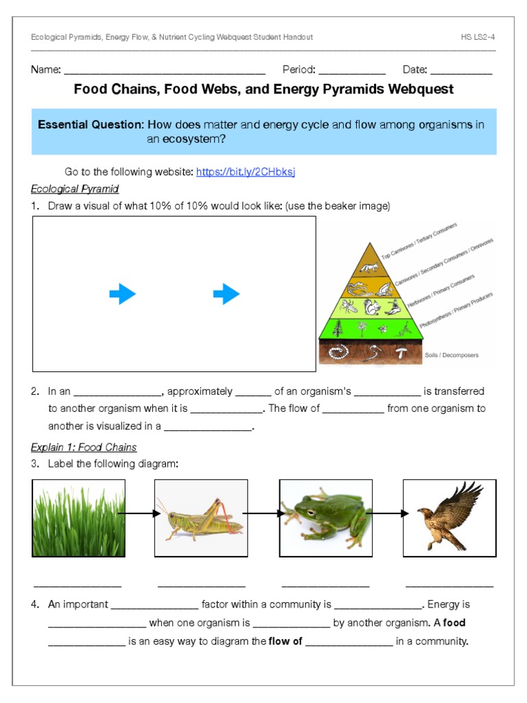 Food Chains Food Webs and Energy Pyramids Webquest LS24-1 | PDF ...