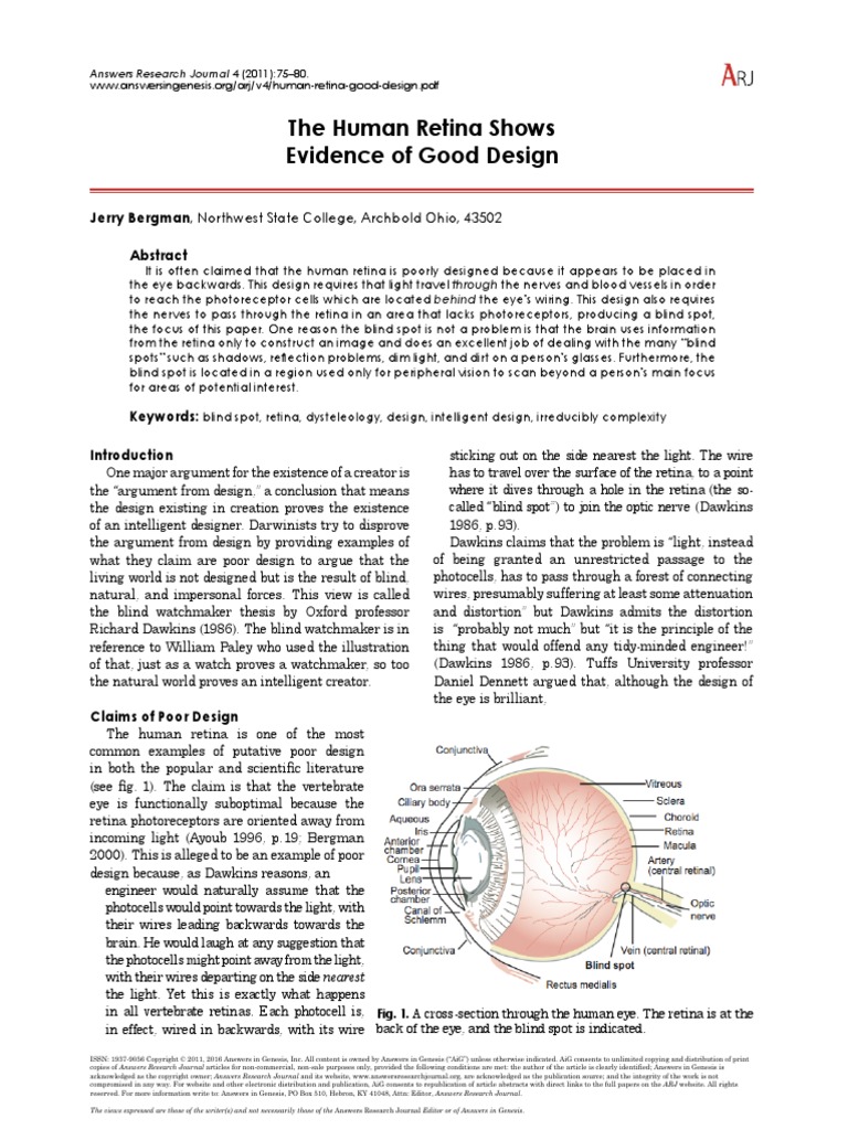 The Human Retina Shows Evidence of Good Design by Jerry Bergman | PDF ...