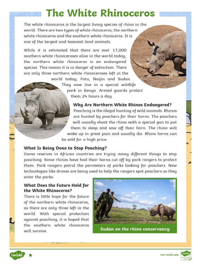 The White Rhinoceros Differentiated Reading Comprehension Activity - Ver - 1 | PDF | Rhinoceros ...