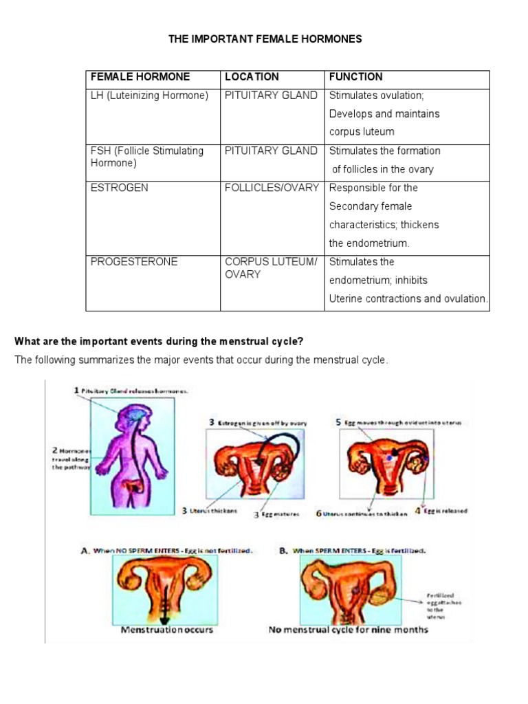 Worksheet. Menstrual Cycle. | PDF | Menstrual Cycle | Luteinizing Hormone