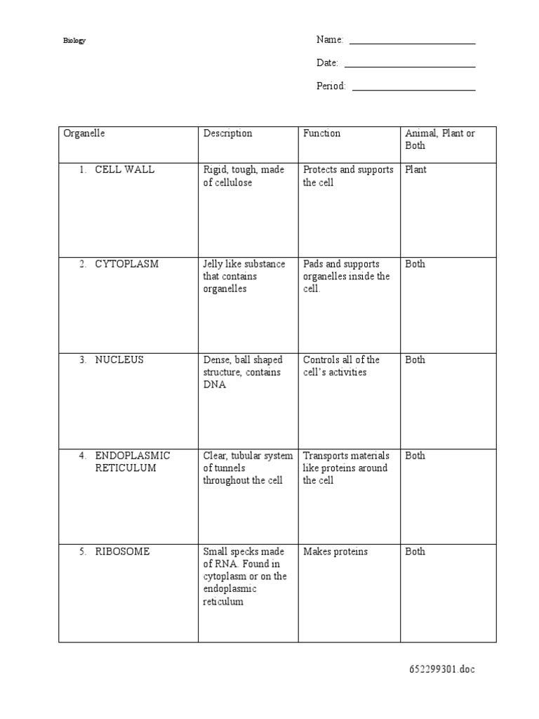 Cell Organelles Worksheet | PDF | Cell (Biology) | Endoplasmic Reticulum