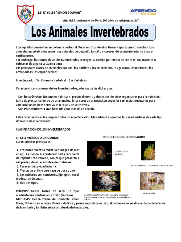 Animales Invertebrados | PDF | Esponja | Invertebrado